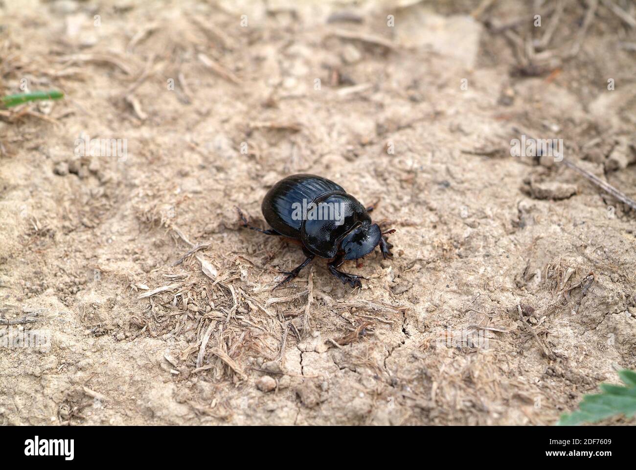 Horned dung beetle hi-res stock photography and images - Alamy