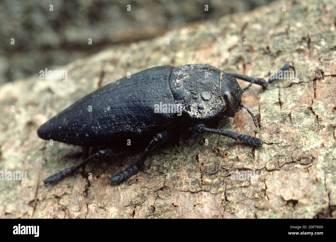 Flat headed root borer hi-res stock photography and images - Alamy