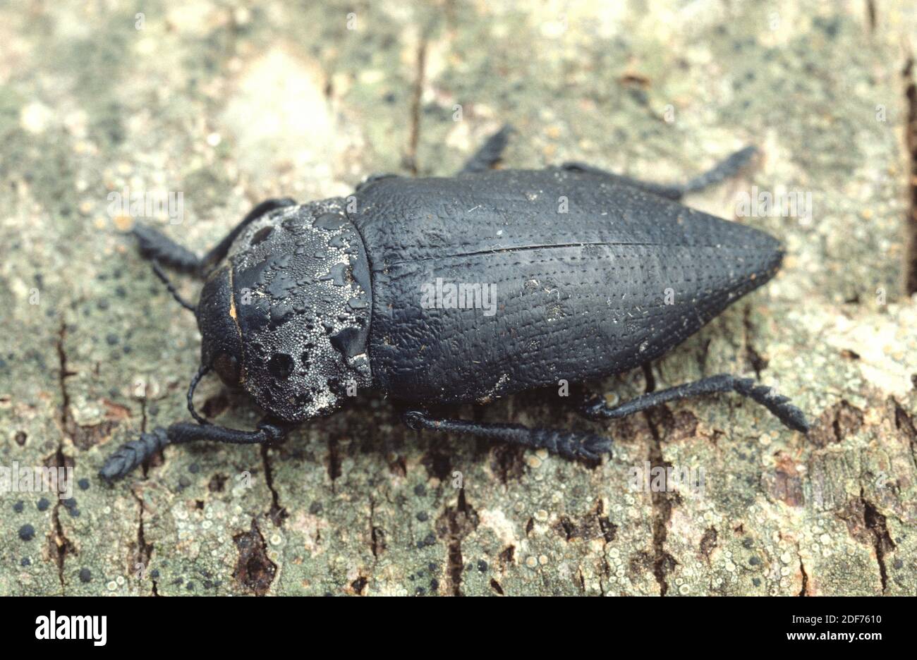 Coleoptera buprestidae larvae hi-res stock photography and images - Alamy