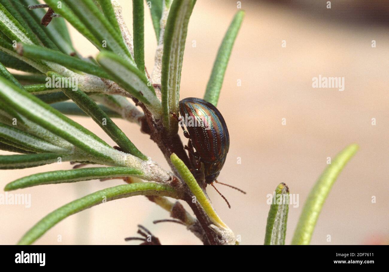 Snowdon beetle hi-res stock photography and images - Alamy