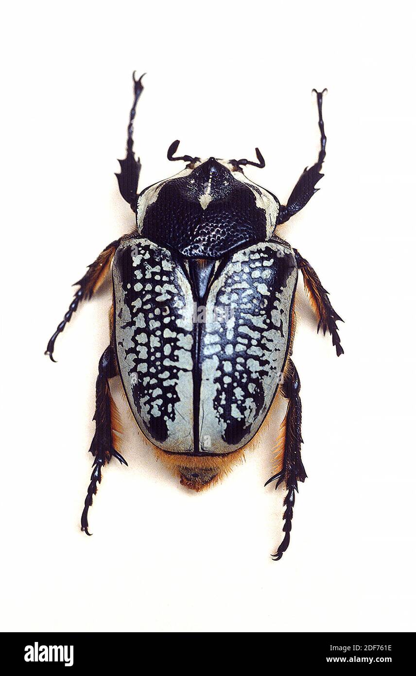 Goliath beetle hi-res stock photography and images - Alamy