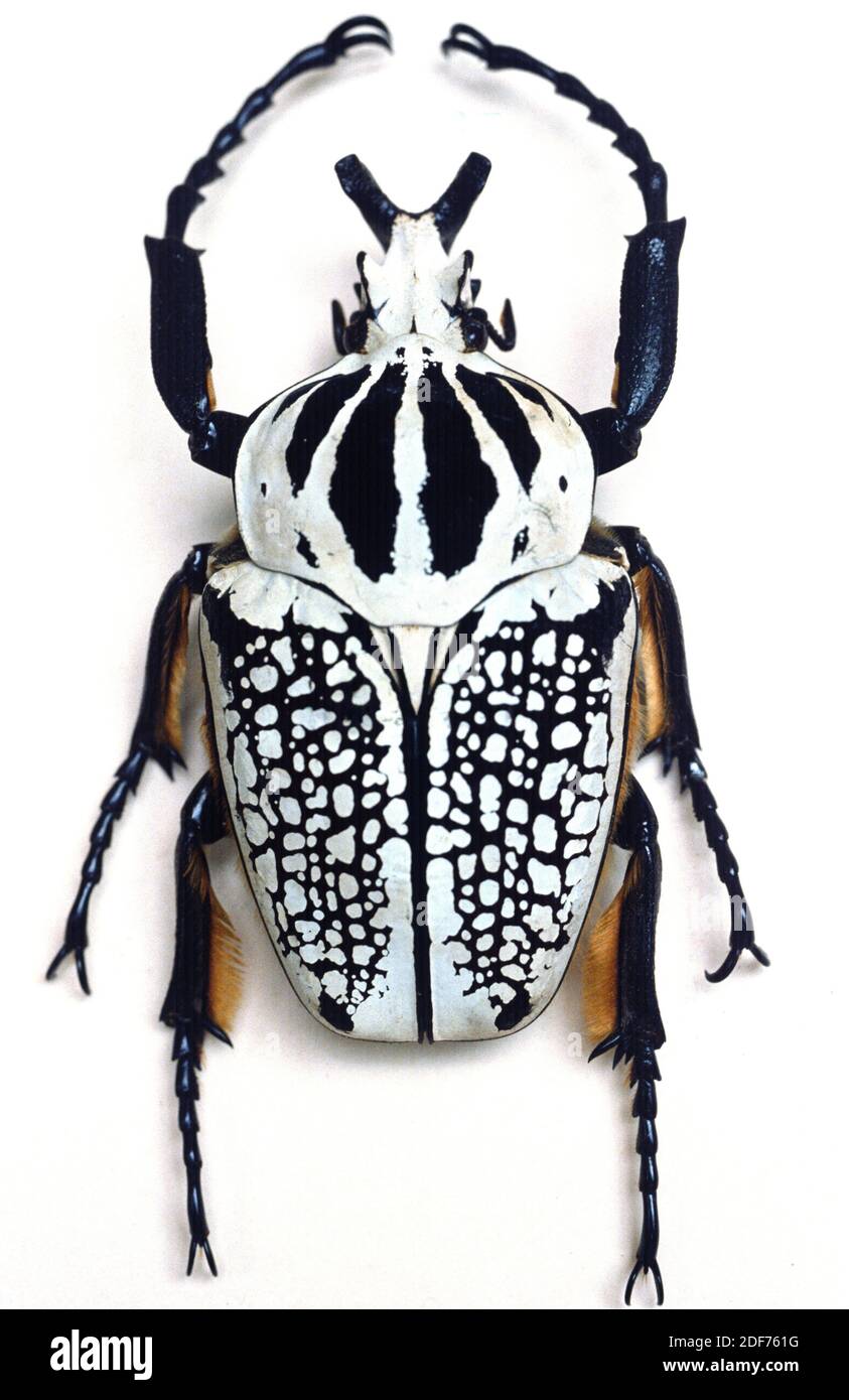 Goliath beetle hi-res stock photography and images - Alamy