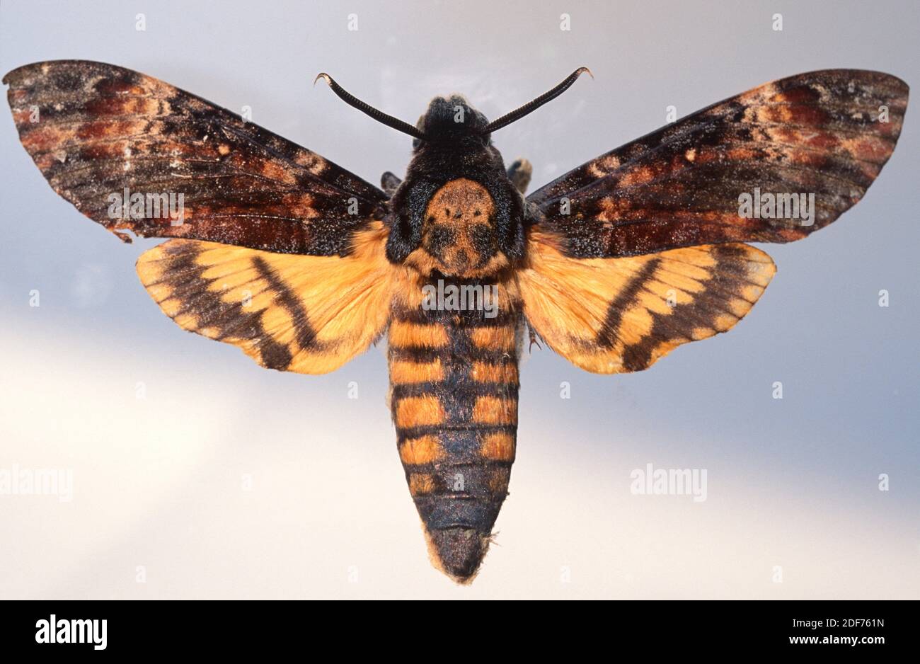 Death's-head hawkmoth (Acherontia atropos) is a moth native to Africa ...
