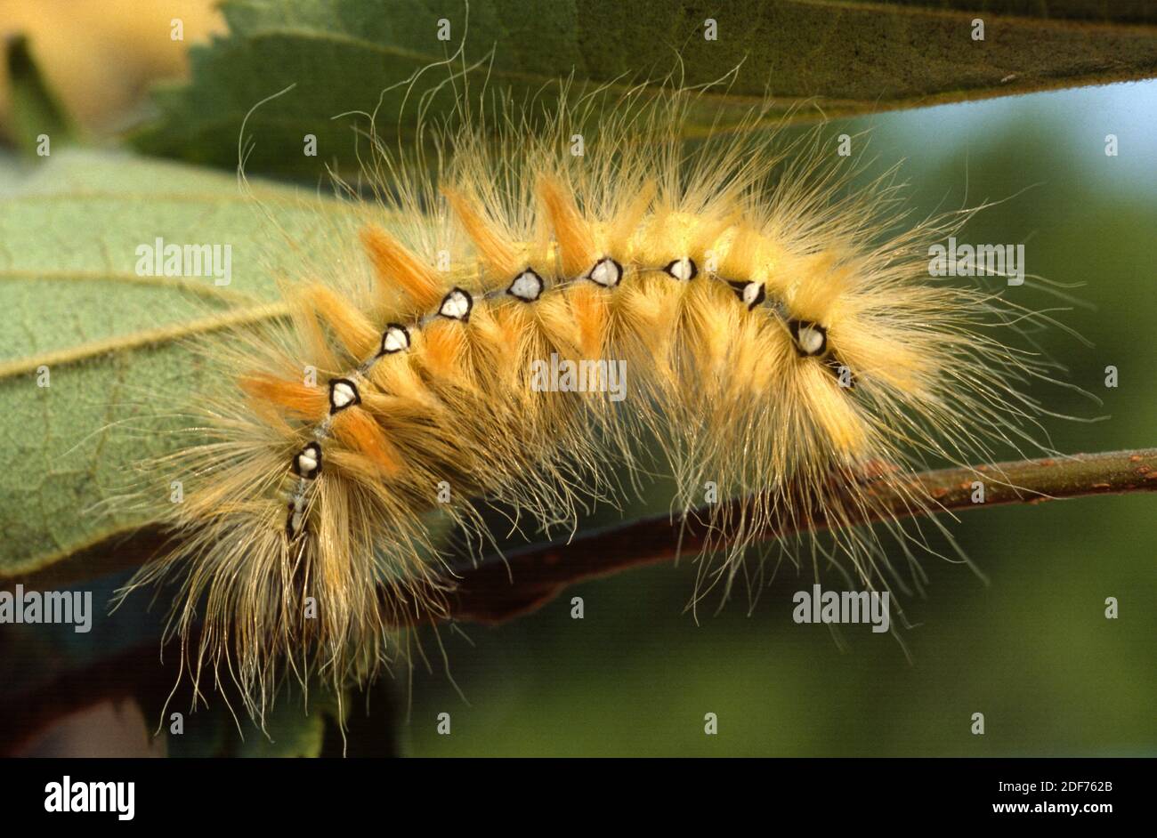Noctuidae acronicta hi-res stock photography and images - Alamy