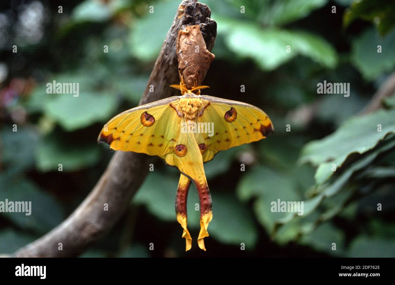 Actias Isis High Resolution Stock Photography and Images - Alamy