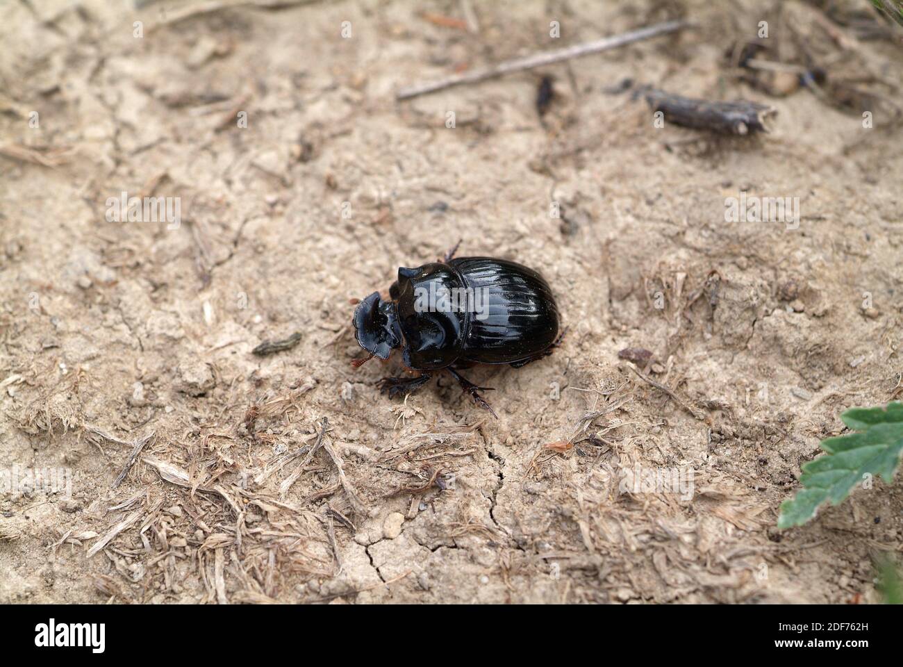 Dung beetle scarabaeidae insect hi-res stock photography and images - Alamy