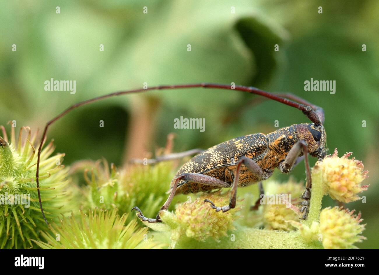 Long horned beetle monochamus hi-res stock photography and images - Alamy