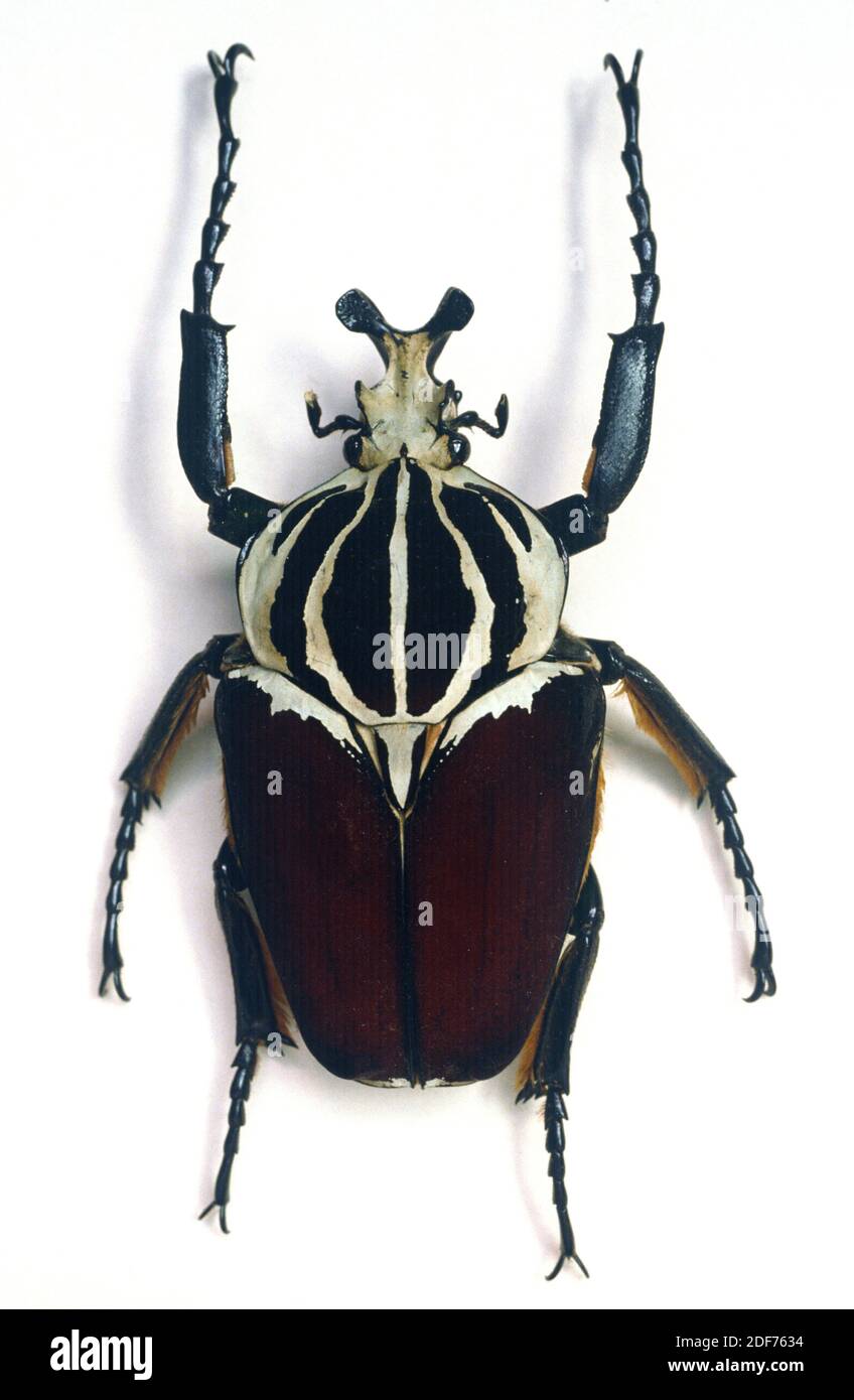 Goliath beetle africa hi-res stock photography and images - Alamy