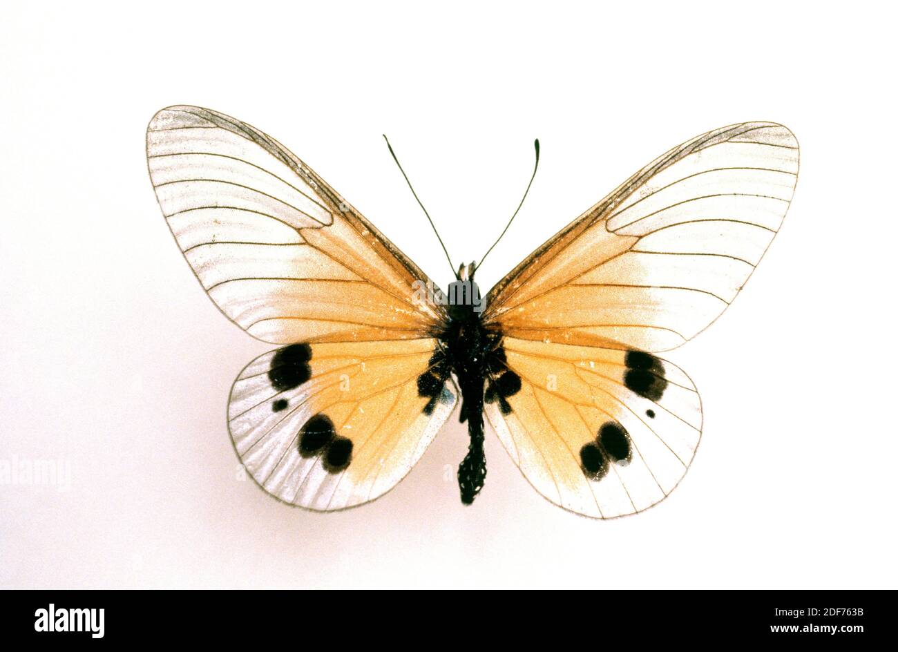 Butterfly insect image hi-res stock photography and images - Alamy