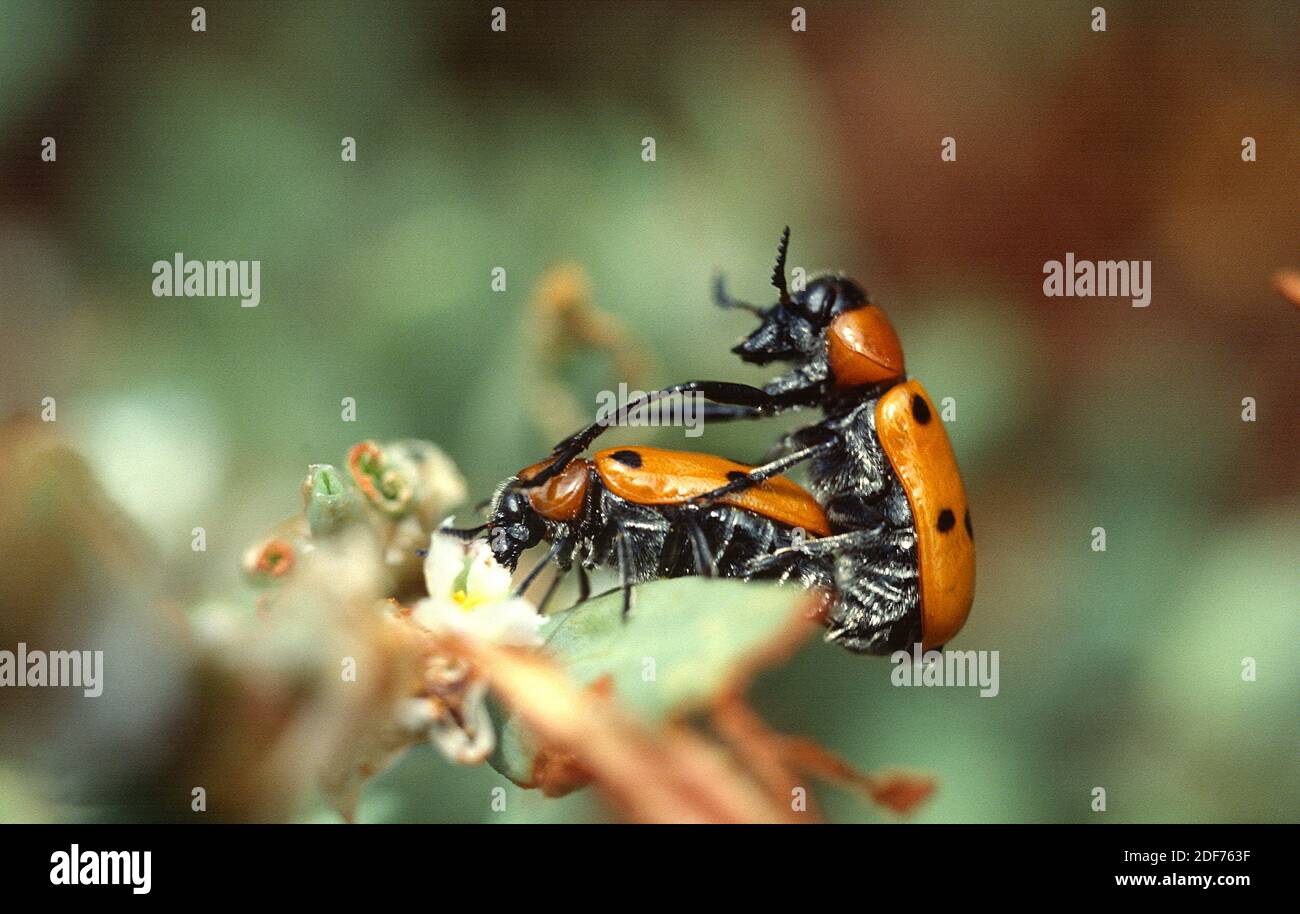 Pubescens hi-res stock photography and images - Alamy