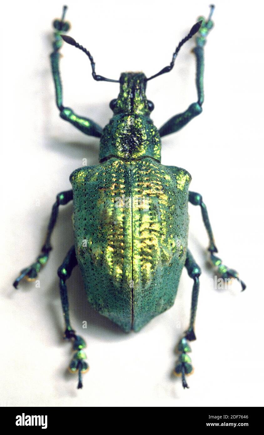 Native people argentina hi-res stock photography and images - Alamy