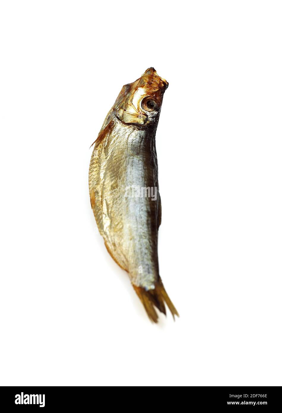 Sprat Fish, sprattus sprattus, Smoked Fishe against White Background ...