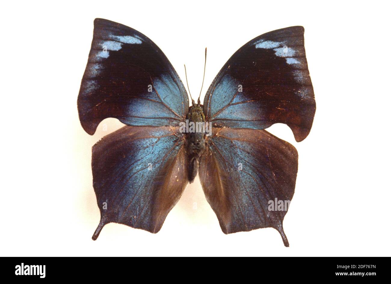 Morpheus butterfly hi-res stock photography and images - Alamy