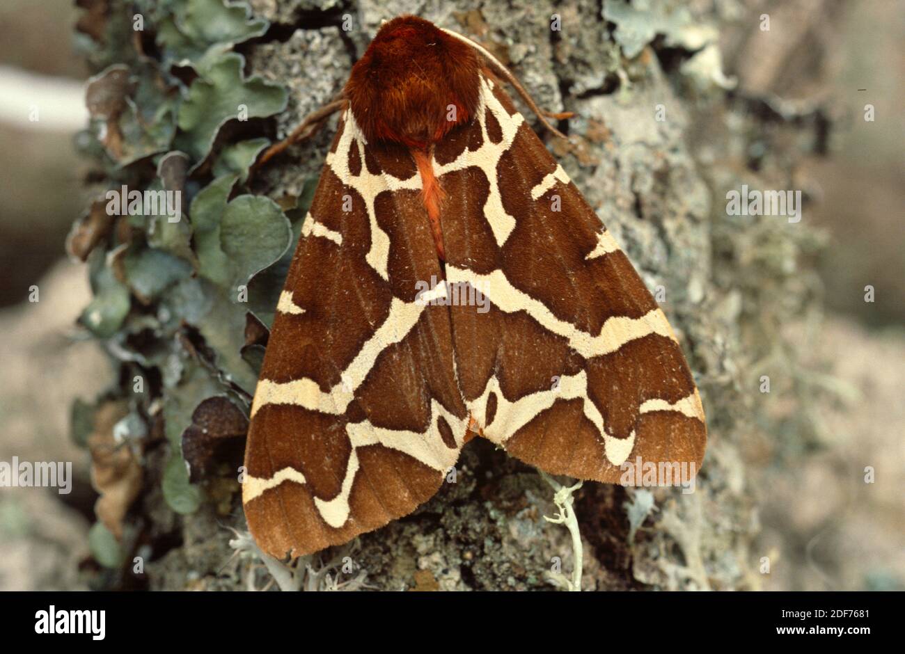 Garden tiger arctia caja moth hi-res stock photography and images - Alamy
