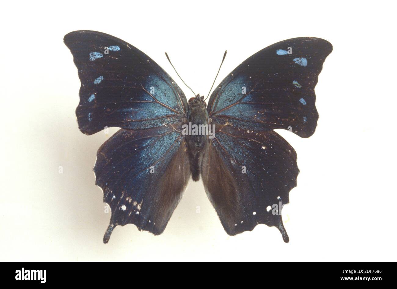 Anaea hi-res stock photography and images - Alamy