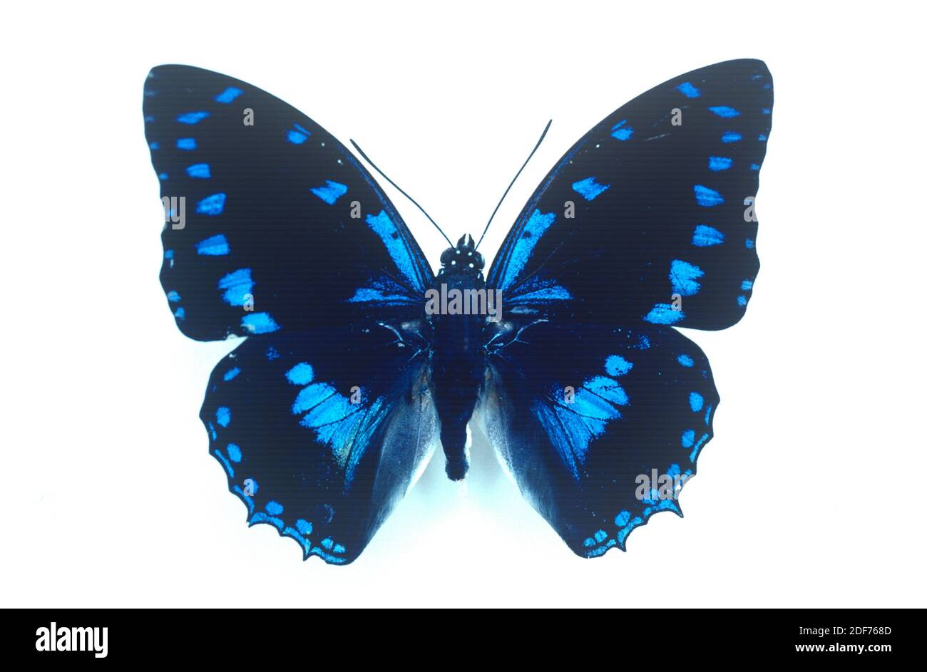 Adult blue butterfly Cut Out Stock Images & Pictures - Alamy