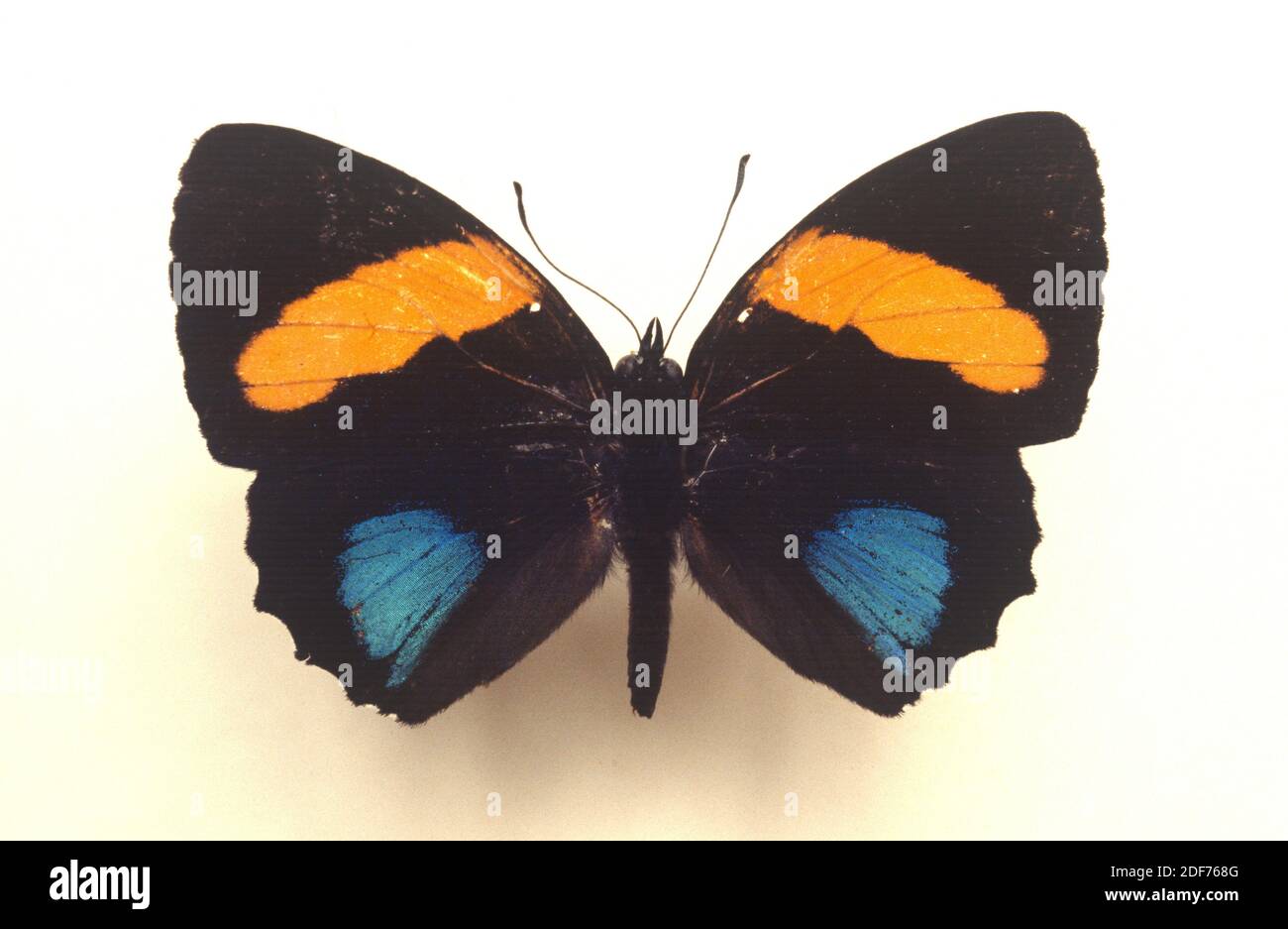 Callicore aegina hi-res stock photography and images - Alamy