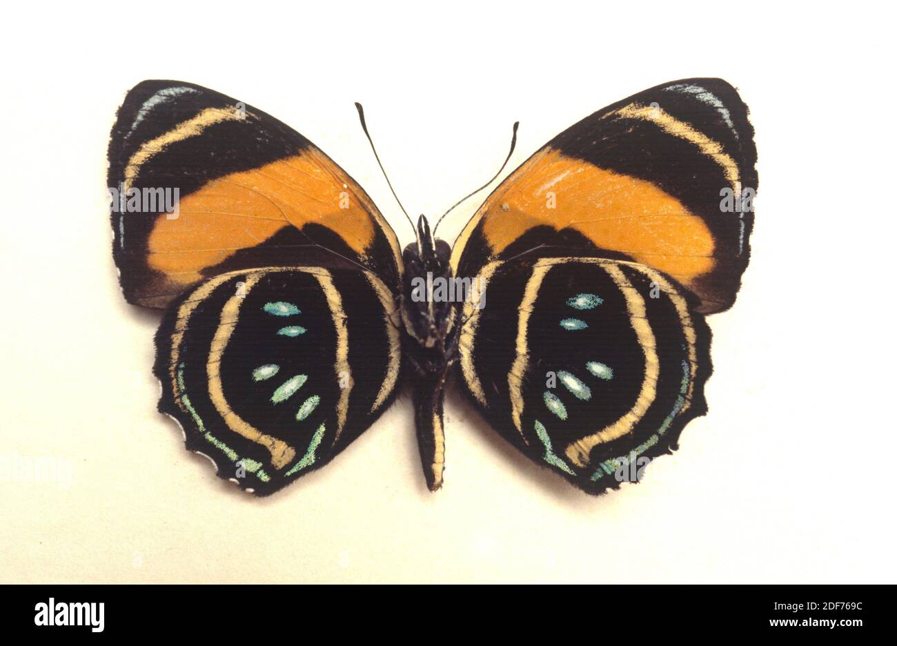 Callicore aegina hi-res stock photography and images - Alamy