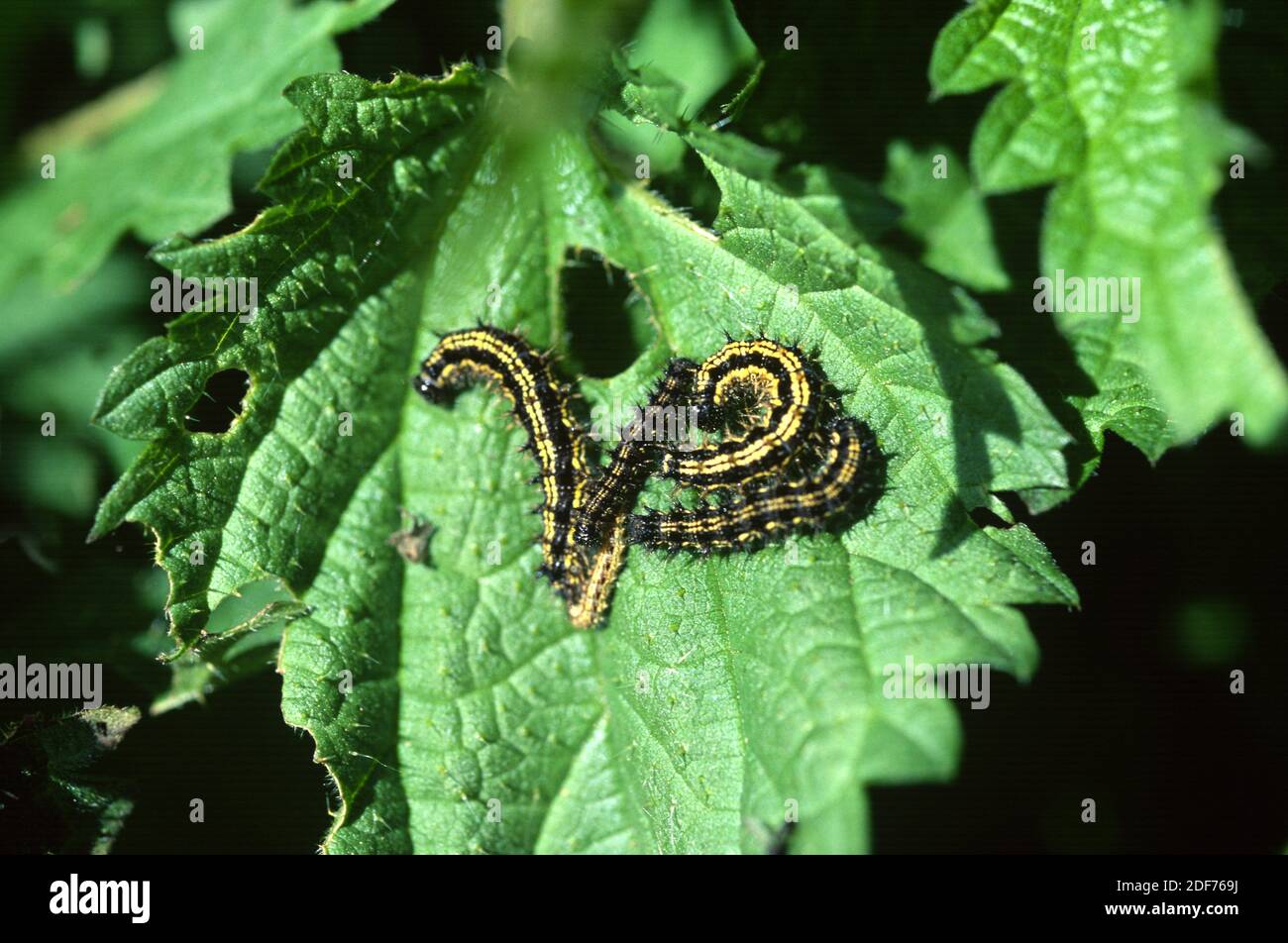 Caterpillars of tortoiseshell butterfly hi-res stock photography and ...