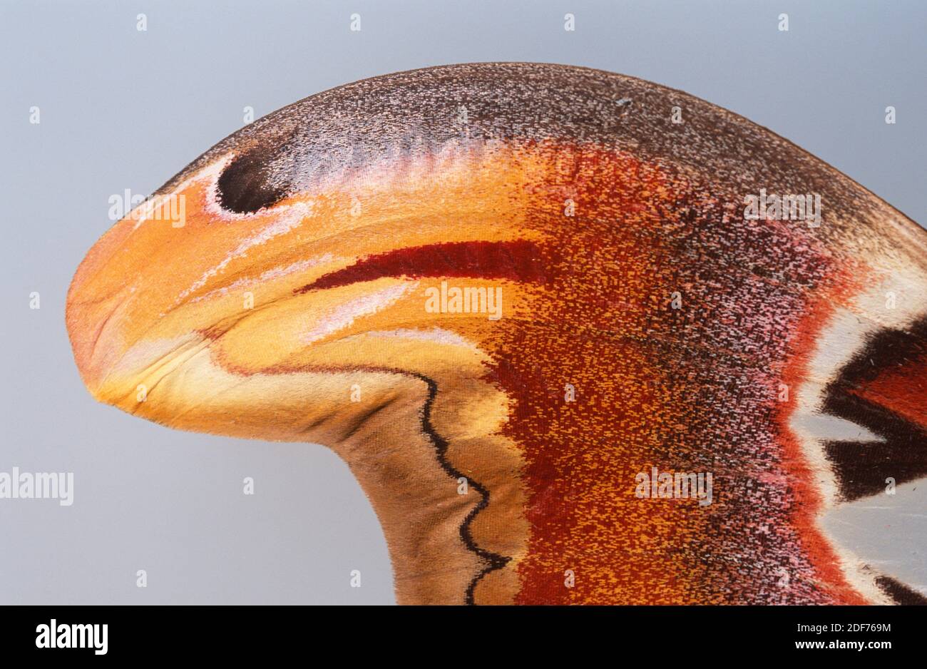 Moth attacus atlas hi-res stock photography and images - Alamy