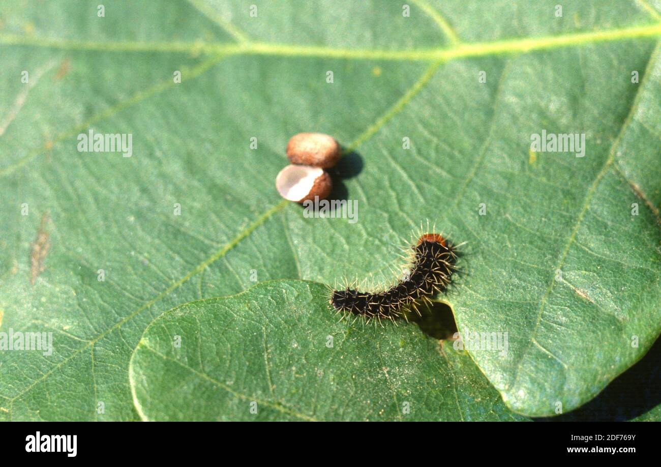 Antheraea Pernyi High Resolution Stock Photography and Images - Alamy