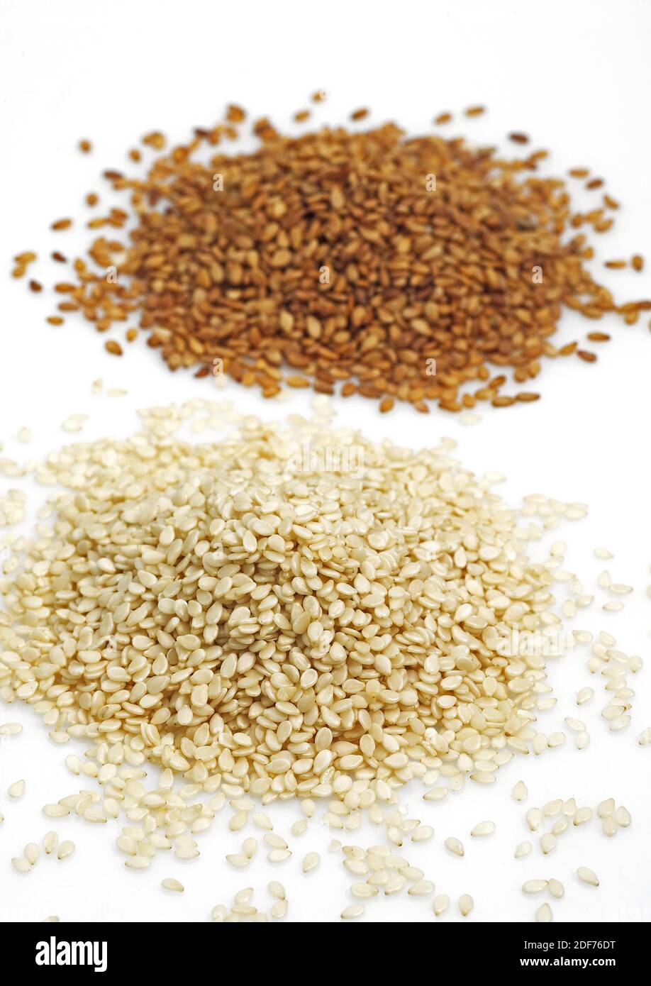 Natural Sesame and Gold Coloured Sesam, sesamum indicum, Seeds against ...