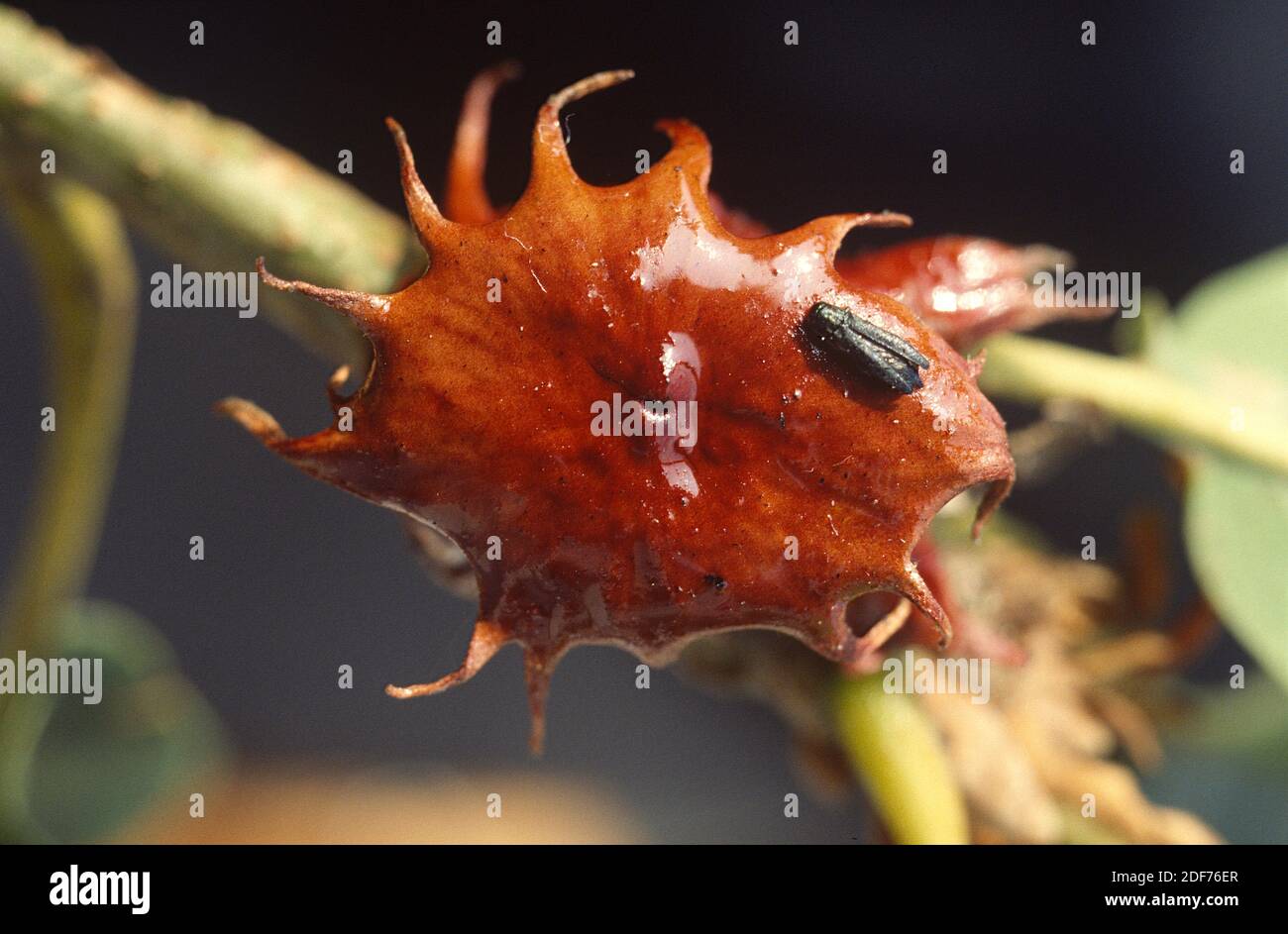 Oak Gall High Resolution Stock Photography and Images - Alamy