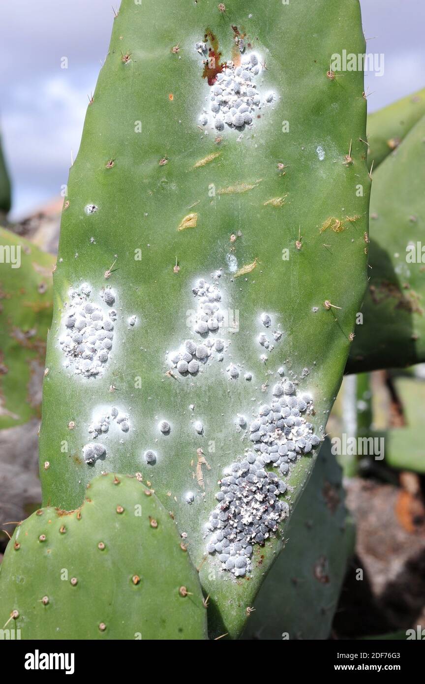 Insect in cactus hi-res stock photography and images - Alamy