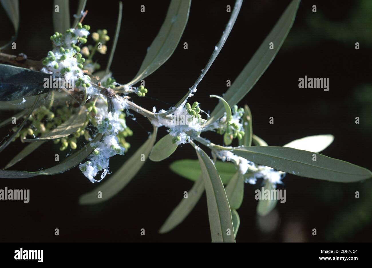 Algodoncillo hi-res stock photography and images - Alamy