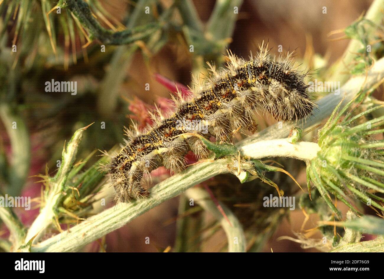 Lady cynthia hi-res stock photography and images - Alamy