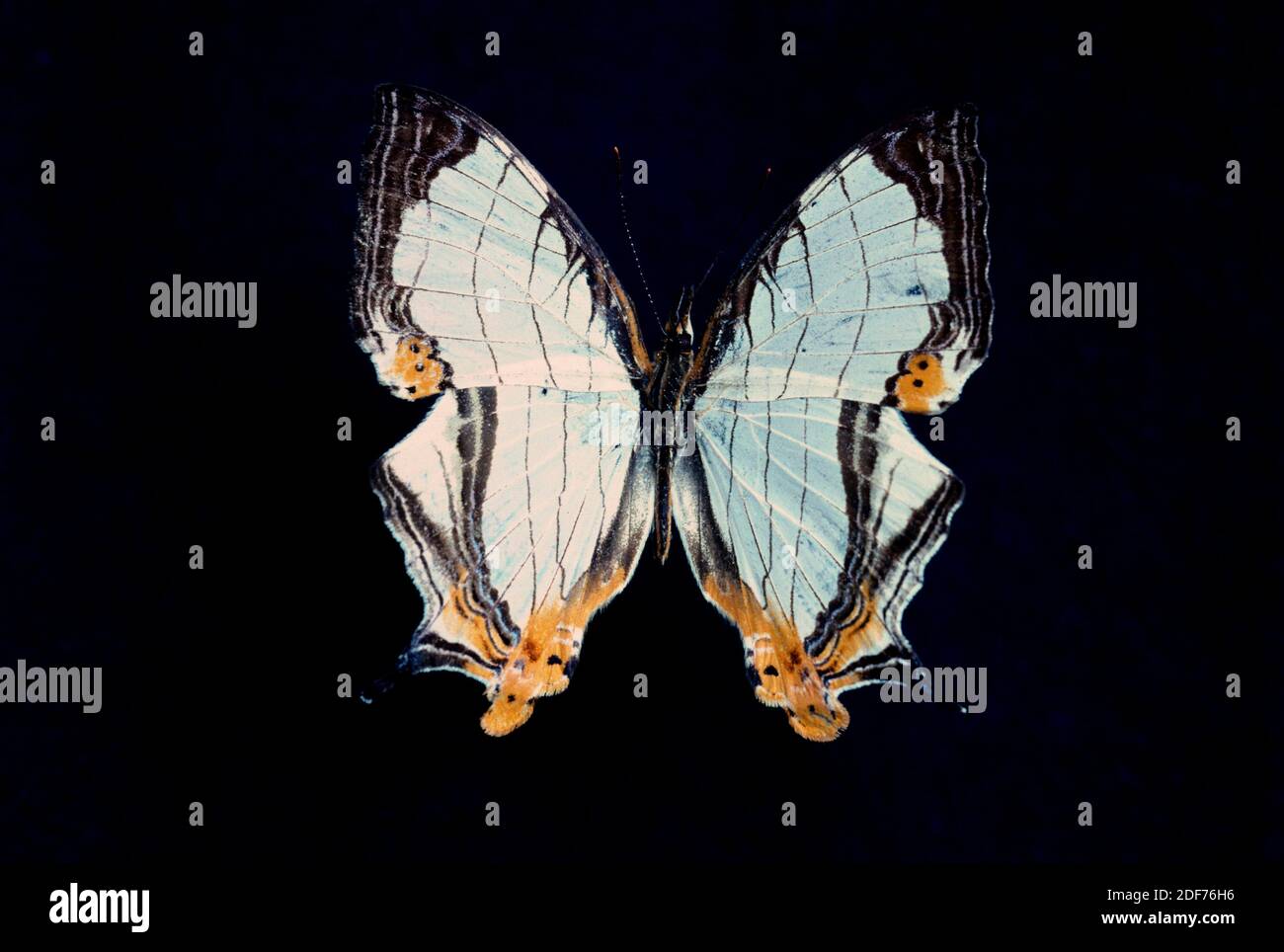 Straight line map wing hi-res stock photography and images - Alamy