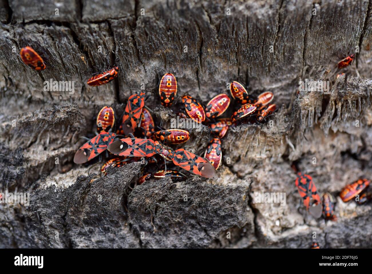Red Nymphs High Resolution Stock Photography and Images - Alamy