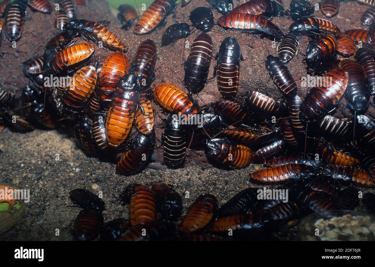 Madagascar Hissing Cockroach Eating Contest