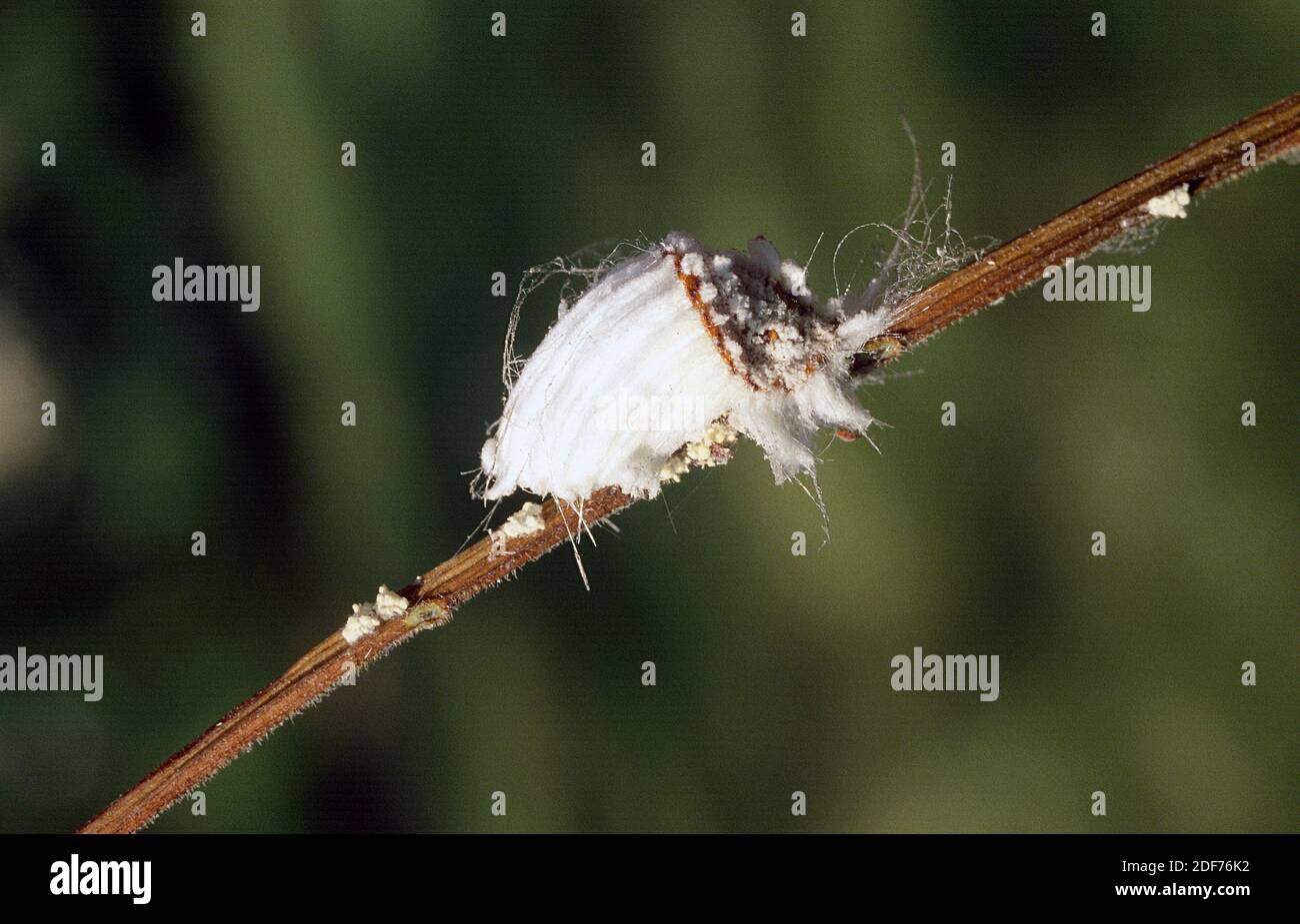 Scale Insect High Resolution Stock Photography and Images - Alamy