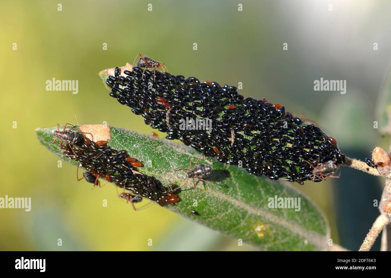 Quercus ilex holm oak del hi-res stock photography and images - Alamy
