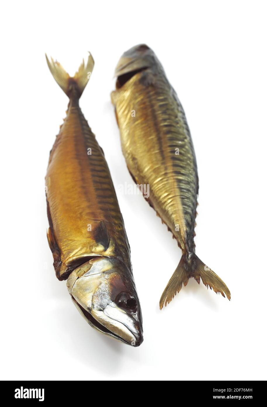 Smoked Mackerel, scomber scombrus, Fishes against White background ...