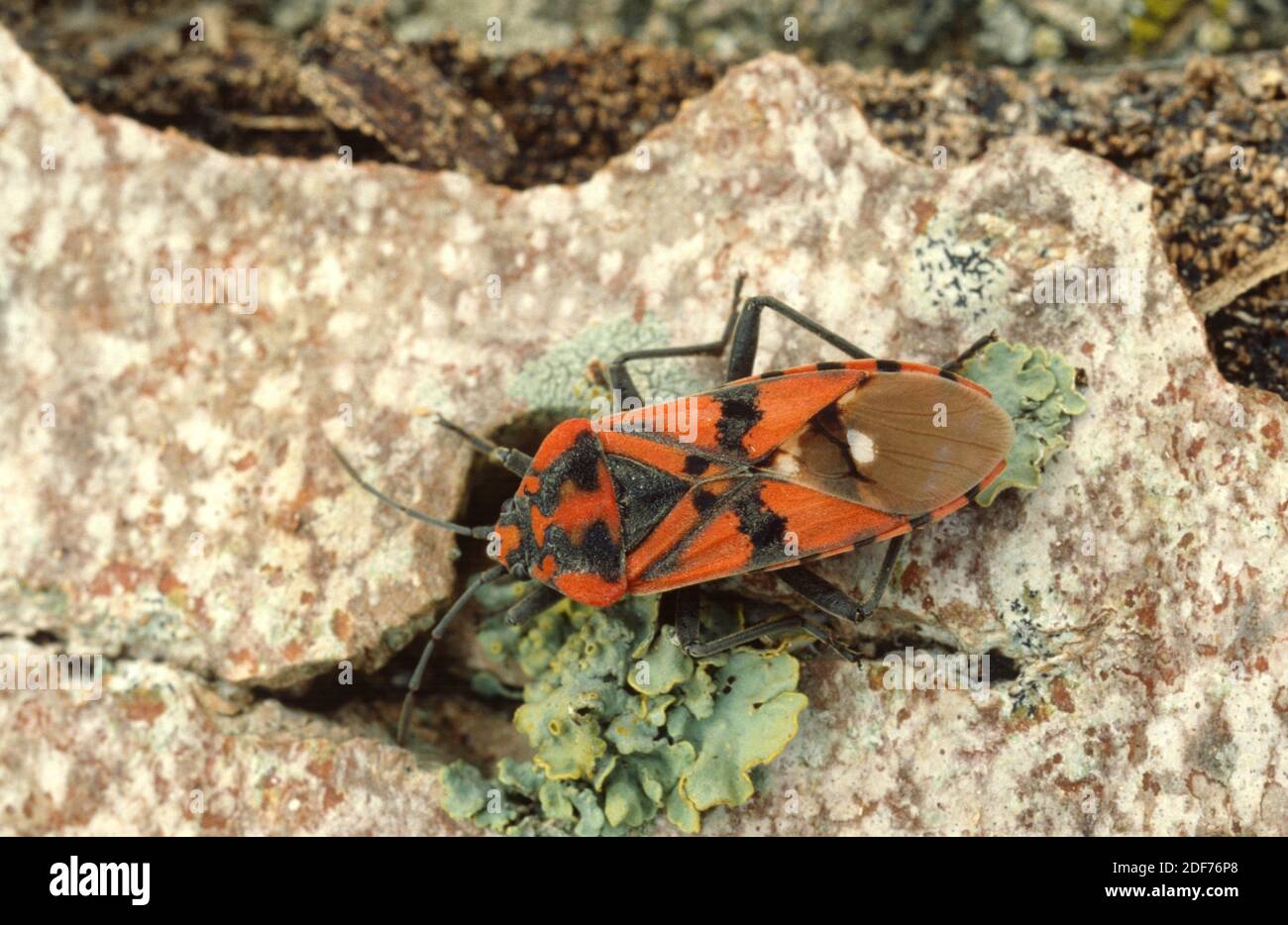 Native view hi-res stock photography and images - Alamy