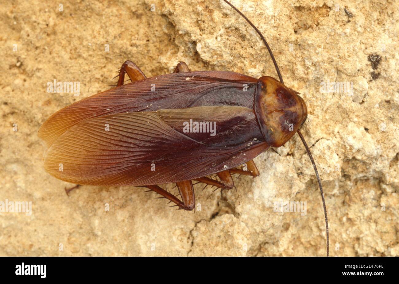 Periplaneta Americana High Resolution Stock Photography and Images - Alamy