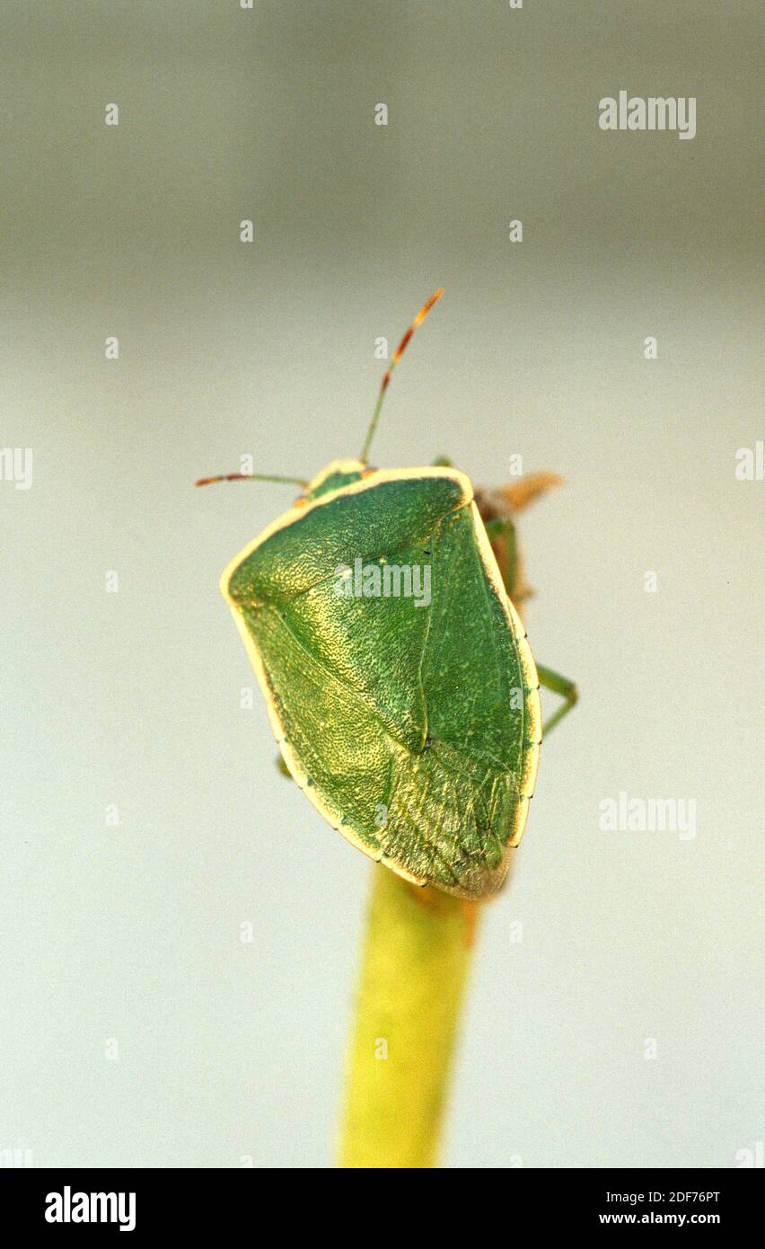 Green Stinkbug High Resolution Stock Photography and Images - Alamy