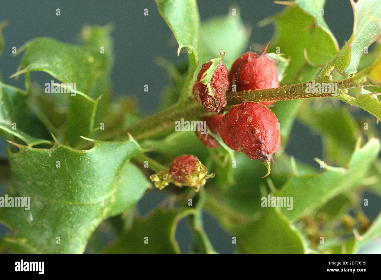 Red galls of insect cynipidae Plagiotrochus quercusilicis on kermes ...