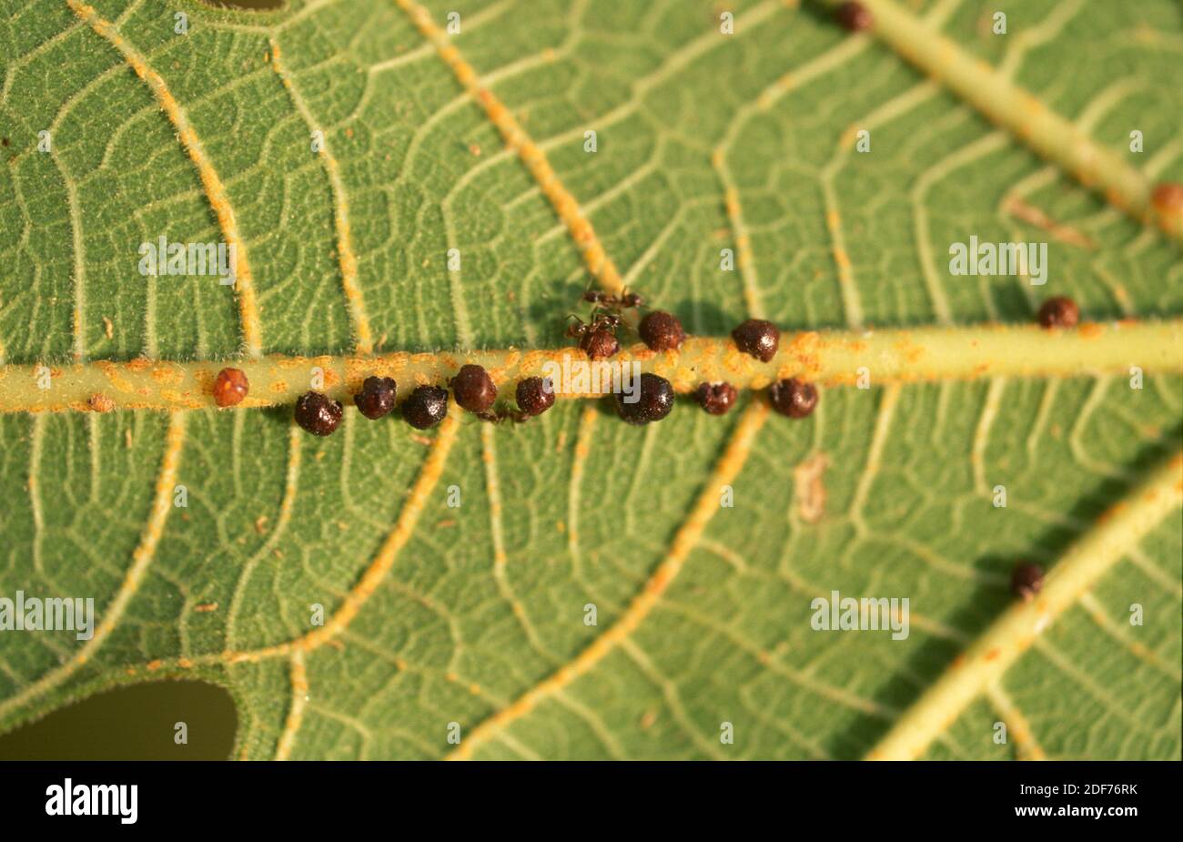 Insect scale hi-res stock photography and images - Alamy