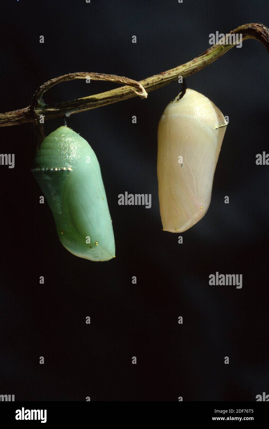 Chrysippus hi-res stock photography and images - Alamy