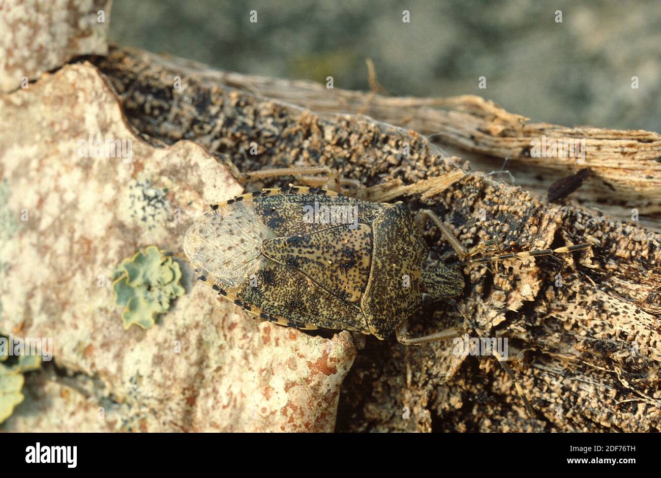 Cryptic coloration hi-res stock photography and images - Alamy