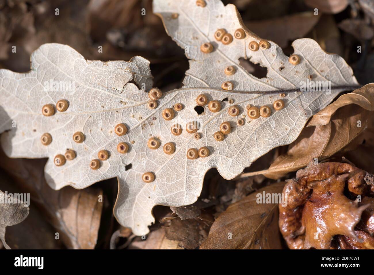 Gall wasp oak hi-res stock photography and images - Alamy