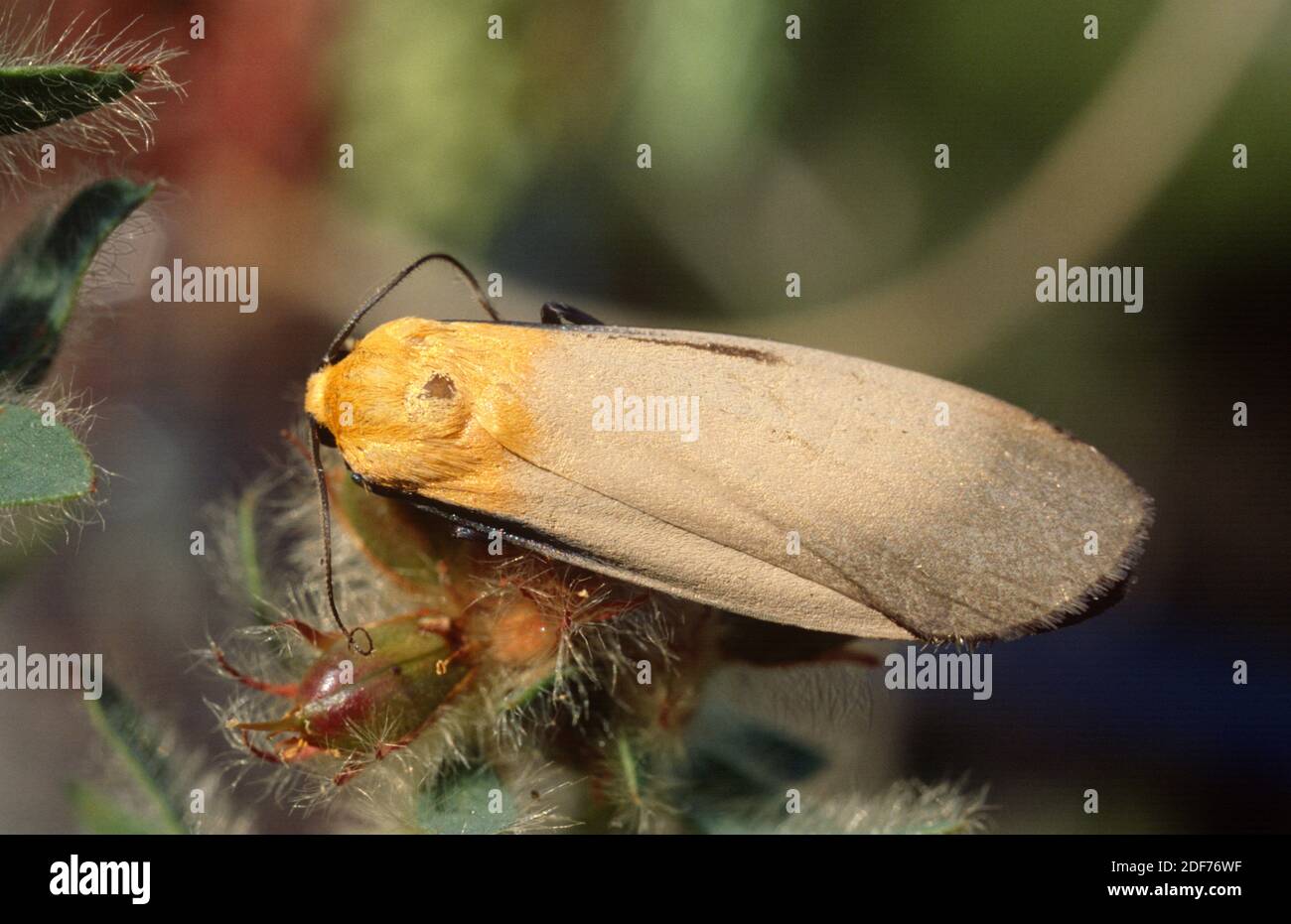 Orange flying insect hi-res stock photography and images - Alamy