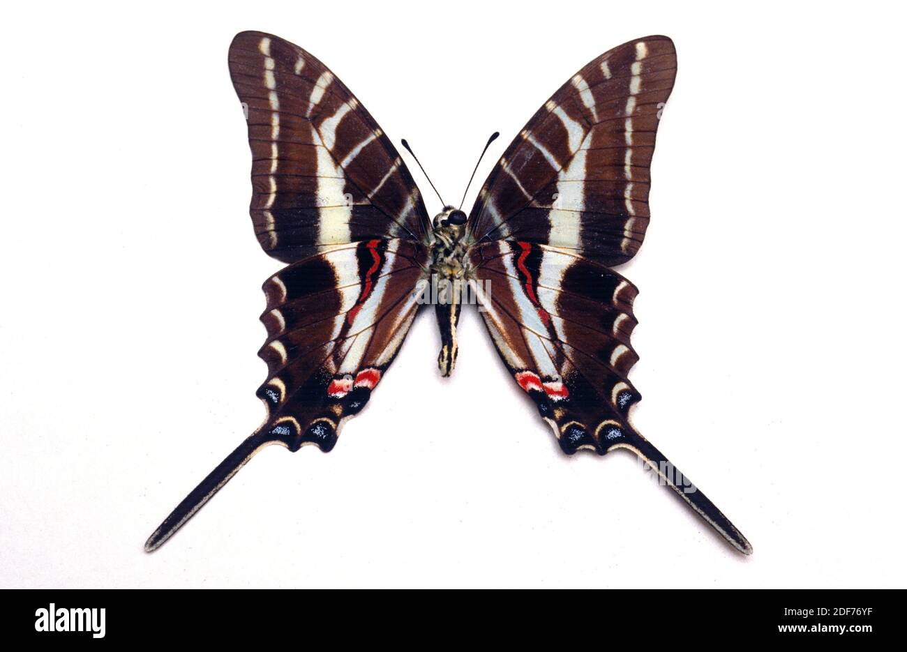 Dark zebra swallowtail hi-res stock photography and images - Alamy