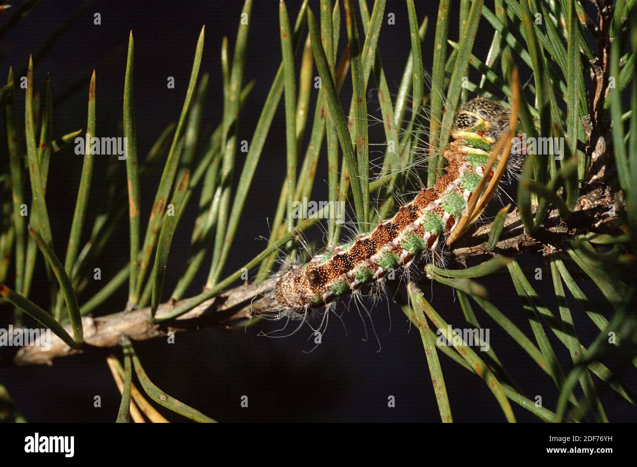 Spanish Moon Moth Caterpillar