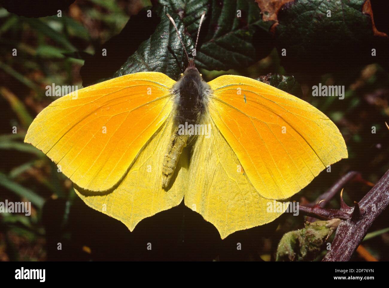 Cleopatra Butterfly High Resolution Stock Photography and Images - Alamy