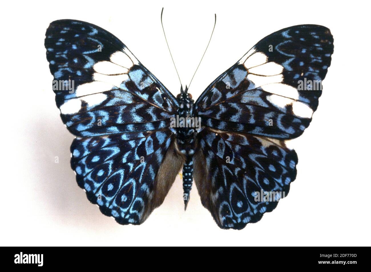 Cracker butterfly Cut Out Stock Images & Pictures - Alamy
