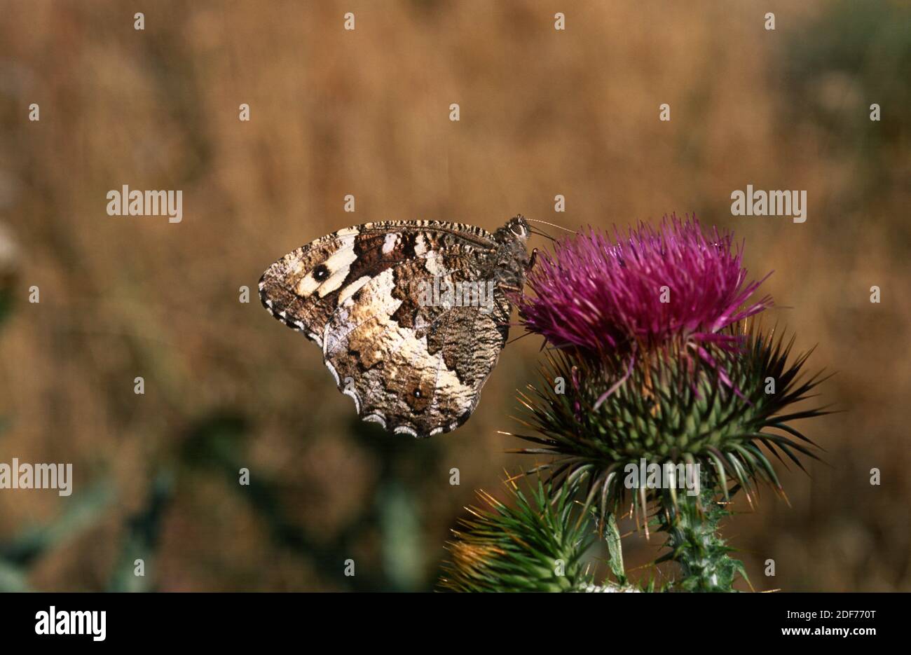 Hipparchia hermione hi-res stock photography and images - Alamy